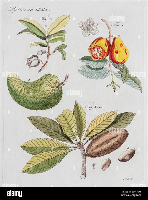 Guava Flower Drawing