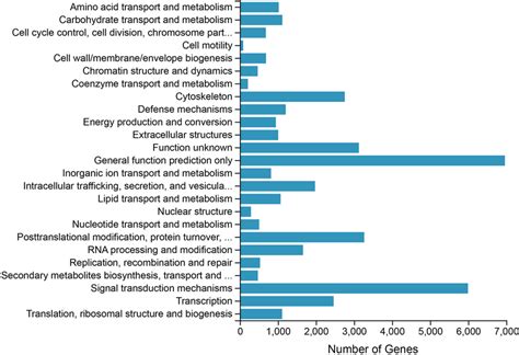Clusters Of Kog Functional Classifications Download Scientific Diagram
