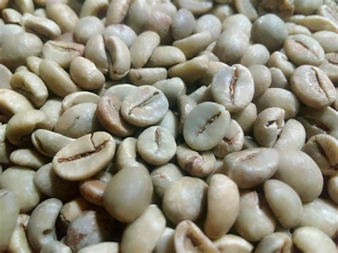 Biji Kopi Arabica Robusta Biji Kopi Arabica Dan Robusta Kopi Arabica Robusta