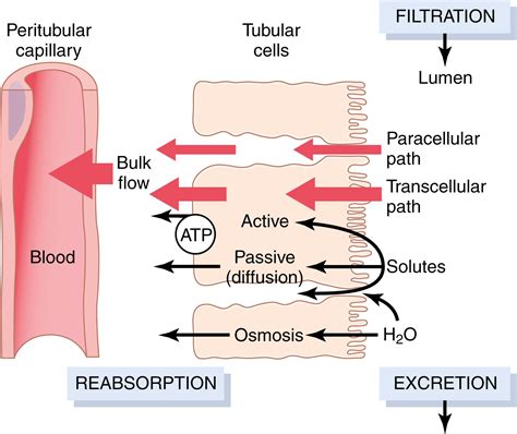 Renal Tubular Reabsorption And Secretion Clinical Tree