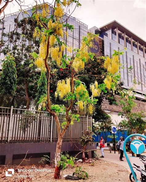 Mumbai Daily Golden Shower Tree