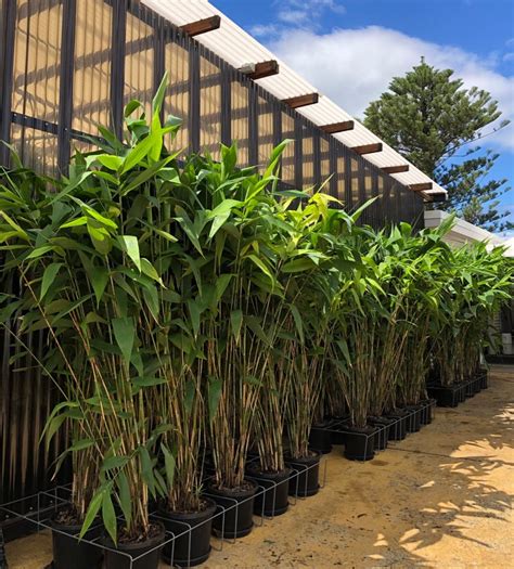 Thysanolaena Maxima Tiger Grass Broom Grass Ornamental Grasses And Bamboo Live Plant 2 3 Ft