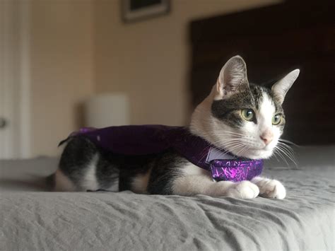 My Buddy Passed Away Unexpectedly Today I Miss Him So Much R Cats