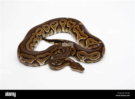 Black Pastel Ball Python Or Royal Python Python Regius Stock Photo Alamy