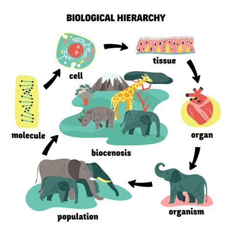 Hierarchy Biological Classification Stock Illustrations 48 Hierarchy