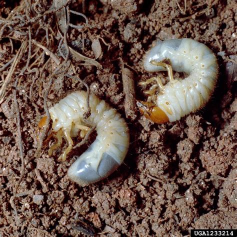 June Bug Larvae Grubs
