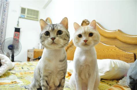 ‧prevention Horror Lover‧別讓恐怖情人毀了你／妳的人生‧ 重新擁抱安全感：近年成人依戀的研究趨勢 （原文出處： Pansci Asia Archives