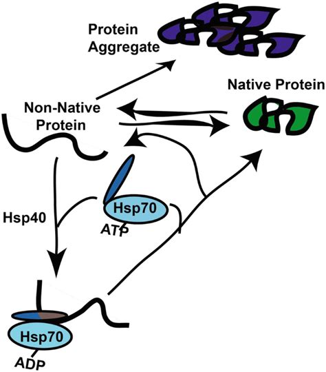 Specification Of Hsp70 Function By Hsp40 Co Chaperones Springerlink