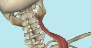 The Levator Scapulae Muscle Its Attachments And Actions Yoganatomy