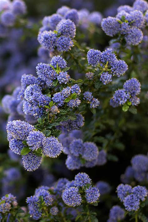 How To Grow And Care For Ceanothus California Lilac