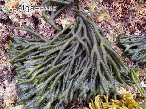 Codium Fragile Alchetron The Free Social Encyclopedia