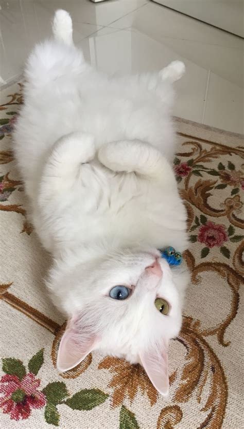 List Of White Cat Symbolism Around The World Cute Cat Facts