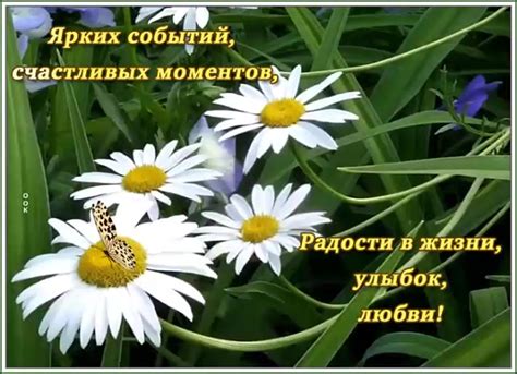 Ромашки с пожеланиями картинки 67 фото