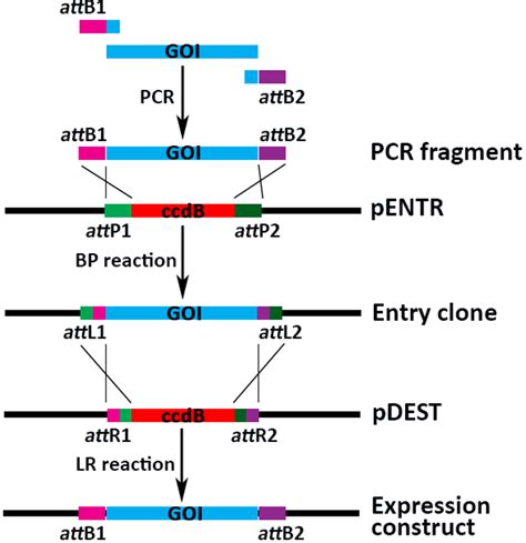 Recombination Based Cloning Gateway Protein Expression And Purification Core Facility
