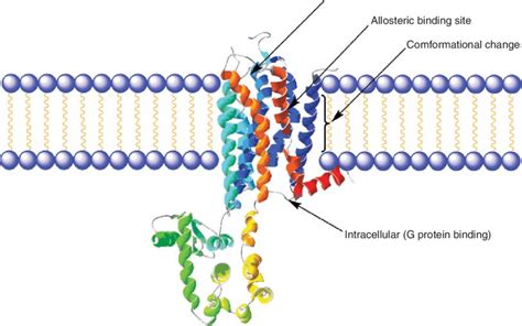 Crystal Structure Of Adenosine A 2a Receptor Download Scientific Diagram