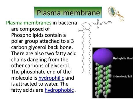 Plasmid Structure And Function