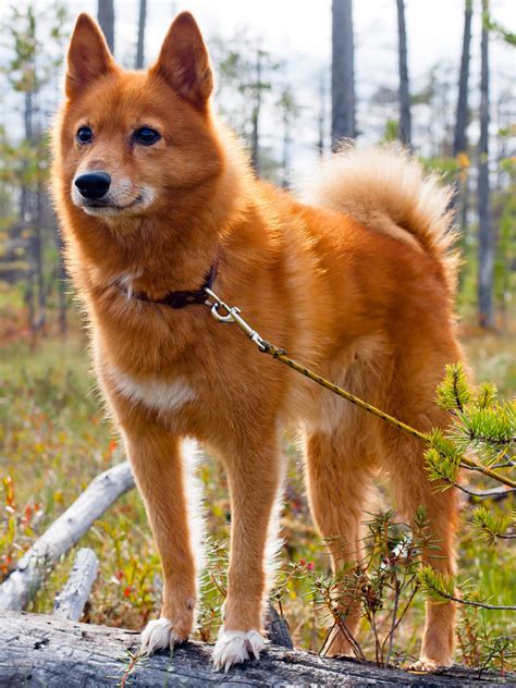 Are Finnish Spitz Playful