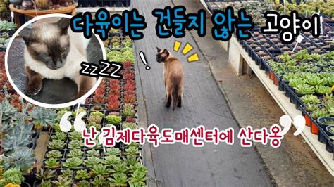 김제다육도매센터 고양이 Youtube