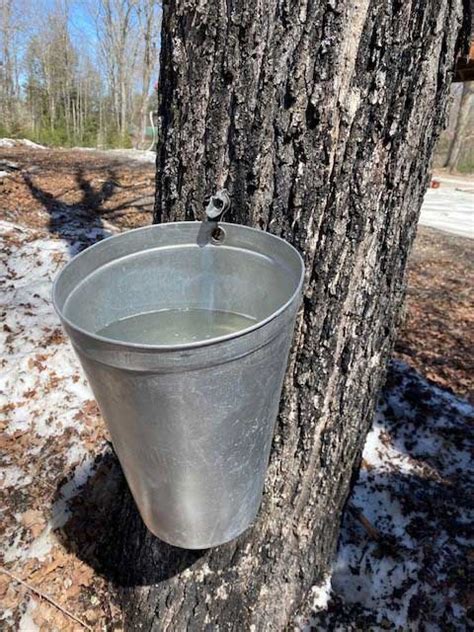 Maple Sugaring And Production Community Food Systems