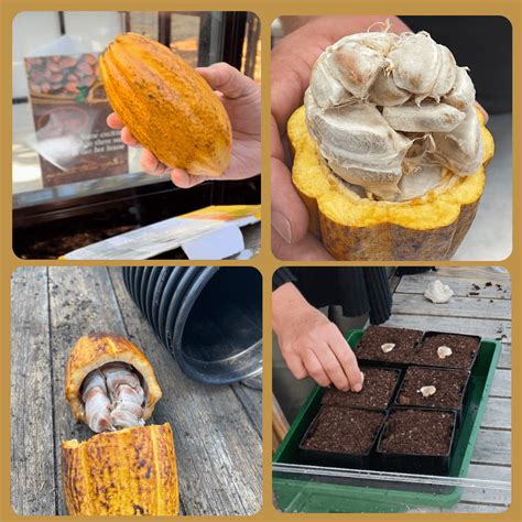 Challenge To Grow Theobroma Cacao Plants Anvers Tasmania
