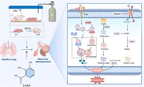 Redox Biology 国家重点研发计划首席科学家教授团队深度解析色氨酸代谢物3 Haa—治疗bpd的 秘密武器” Csdn博客