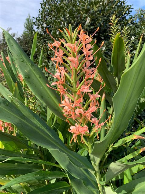Hedychium Elizabeth Hardy Ginger