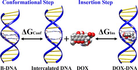 Doxorubicin Intercalation