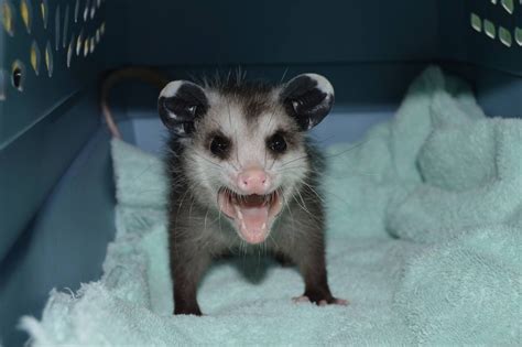 Owl Identifier On Tumblr