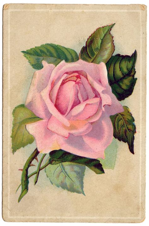 Vintage Photography Roses