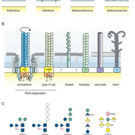 Pdf The Cell Biology Of Archaea