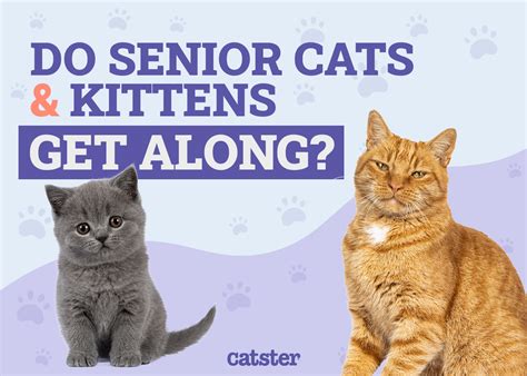 The Old Cats
