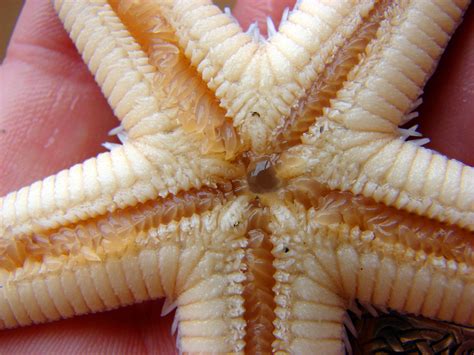 Echinoderm Erinsseashore