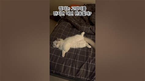 잠자는 고양이를 만졌는데 놀라운 결과 아기고양이 포켓몬 Kitten Cat Catsshorts 랙돌 Youtube