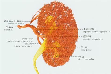 人体肾动脉解剖示意图 人体解剖图 医学图库