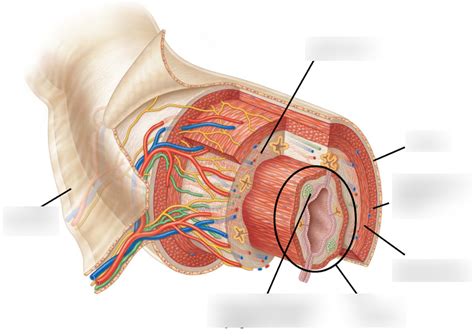 Layers Of Gi Tract Diagram Quizlet