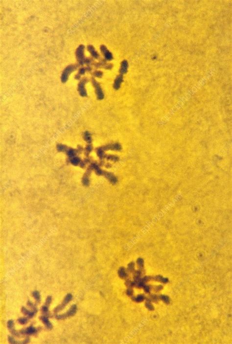Meiosis Light Micrograph Stock Image C016 3955 Science Photo Library