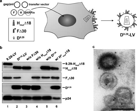 Mv Pseudotyped Virus Incorporates D 9 29 A Principle Of Virus Download Scientific Diagram