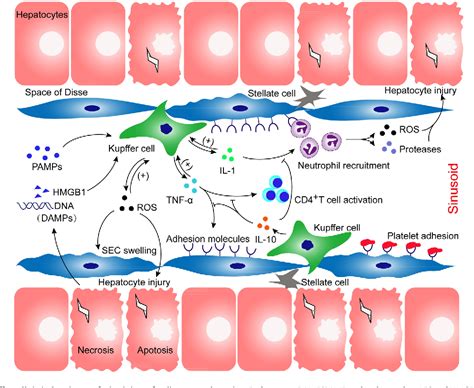 Figure 3 From The Role Of Kupffer Cells In Hepatic Diseases Semantic Scholar
