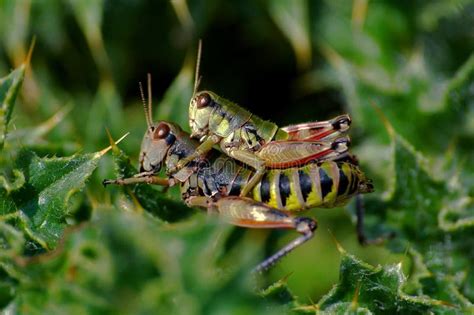 Couple Of Cricket Having Sex On A Spike Stock Image Image Of Cricket Ecuador 32154137