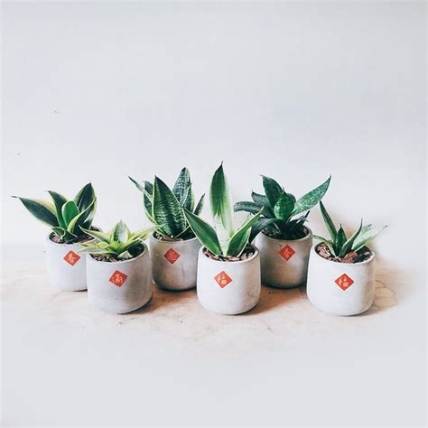 新年虎尾蘭套裝 水泥盆3 5吋 設計館 盆空間 Flower Plant Studio 植栽 盆栽 Pinkoi
