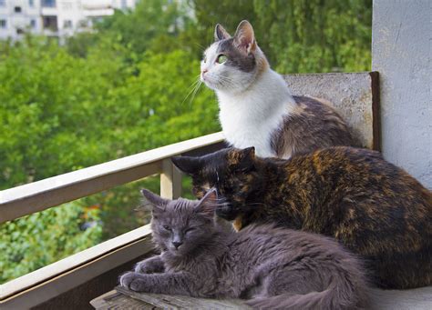 Should You Adopt More Than One Cat — The Hervey Foundation For Cats