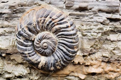 Detail Of Prehistoric Mollusk Fossil In Flint Stone Stock Image Image Of Flint Geological