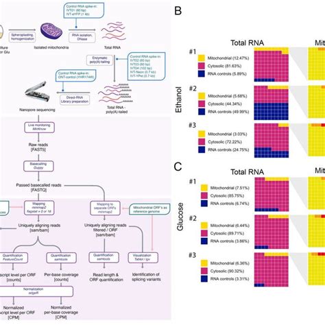 sequencing pipeline and quality control a schematic overview of the