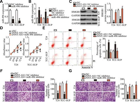 The Oncogenic Functions Of Nnt As1 In Bladder Cancer Cells Are Mediated Download Scientific