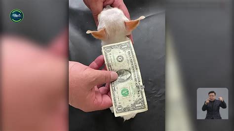 지구촌 더뉴스 ‘지폐 보다 작은 크기세계에서 가장 작은 강아지