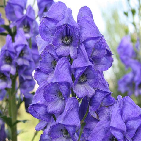 Monks Hood Yorkshire Flower Essences