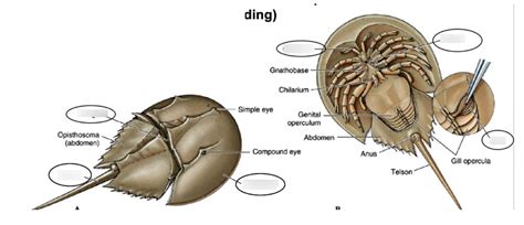 Phylum Arthropoda Subphylum Chelicerata Claw Horn Class