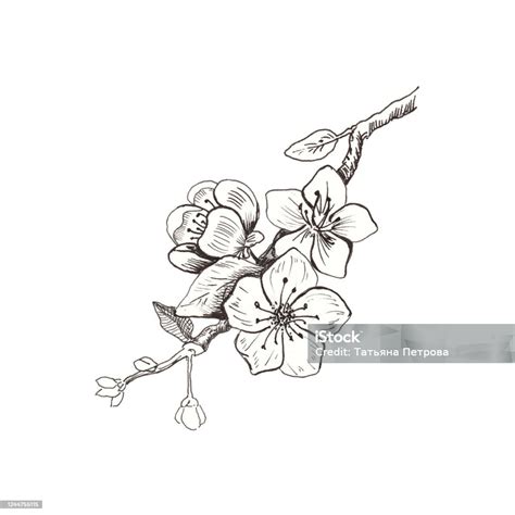 벚꽃 스케치 스타일로 손으로 그린 일러스트레이션 흰색에 격리 프리 핸드 사쿠라 윤곽 나무 브런치에 봄 꽃입니다 그리기에 대한 스톡 벡터 아트 및 기타 이미지 Istock