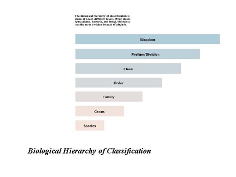 Chapter 18 Classification Classification Grouping Organisms Based On