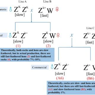 SNP Mutation Type Distribution Horizontal Axis Shows SNP Numbers Download Scientific Diagram